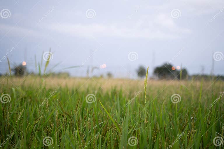 Rice Grains in Ears of Rice Green Rice Fields Background Blurred Light ...