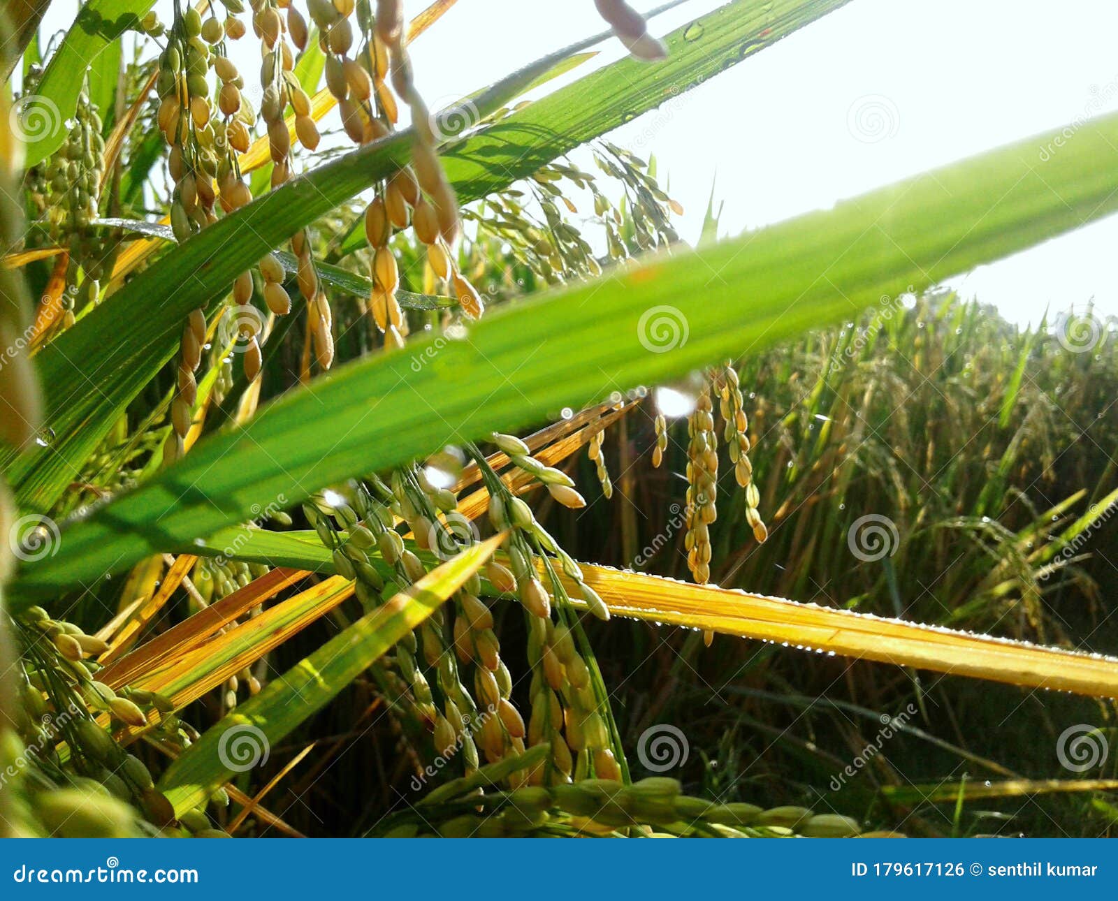 Rice grains on farm stock photo. Image of field, grains - 179617126