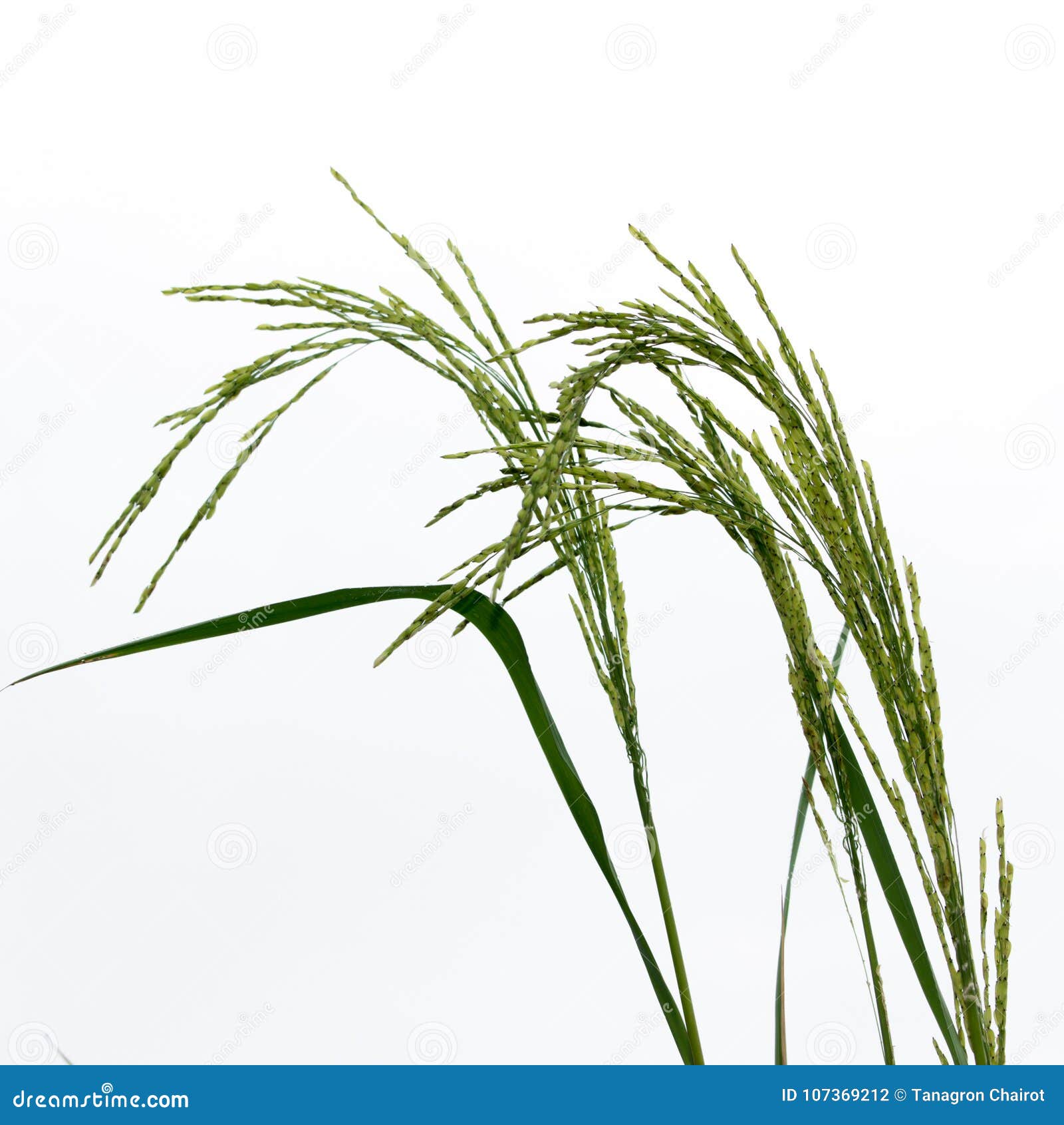 Green rice grains stock photo. Image of east, farm, grains - 107369212