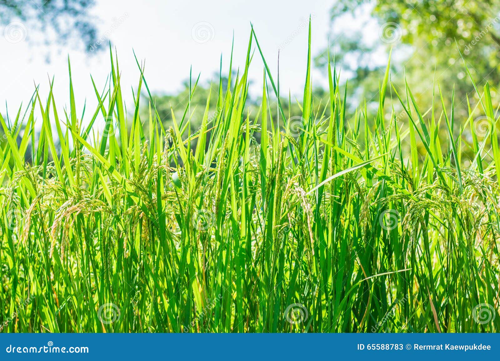 Rice grains in the field. stock image. Image of landscape - 65588783