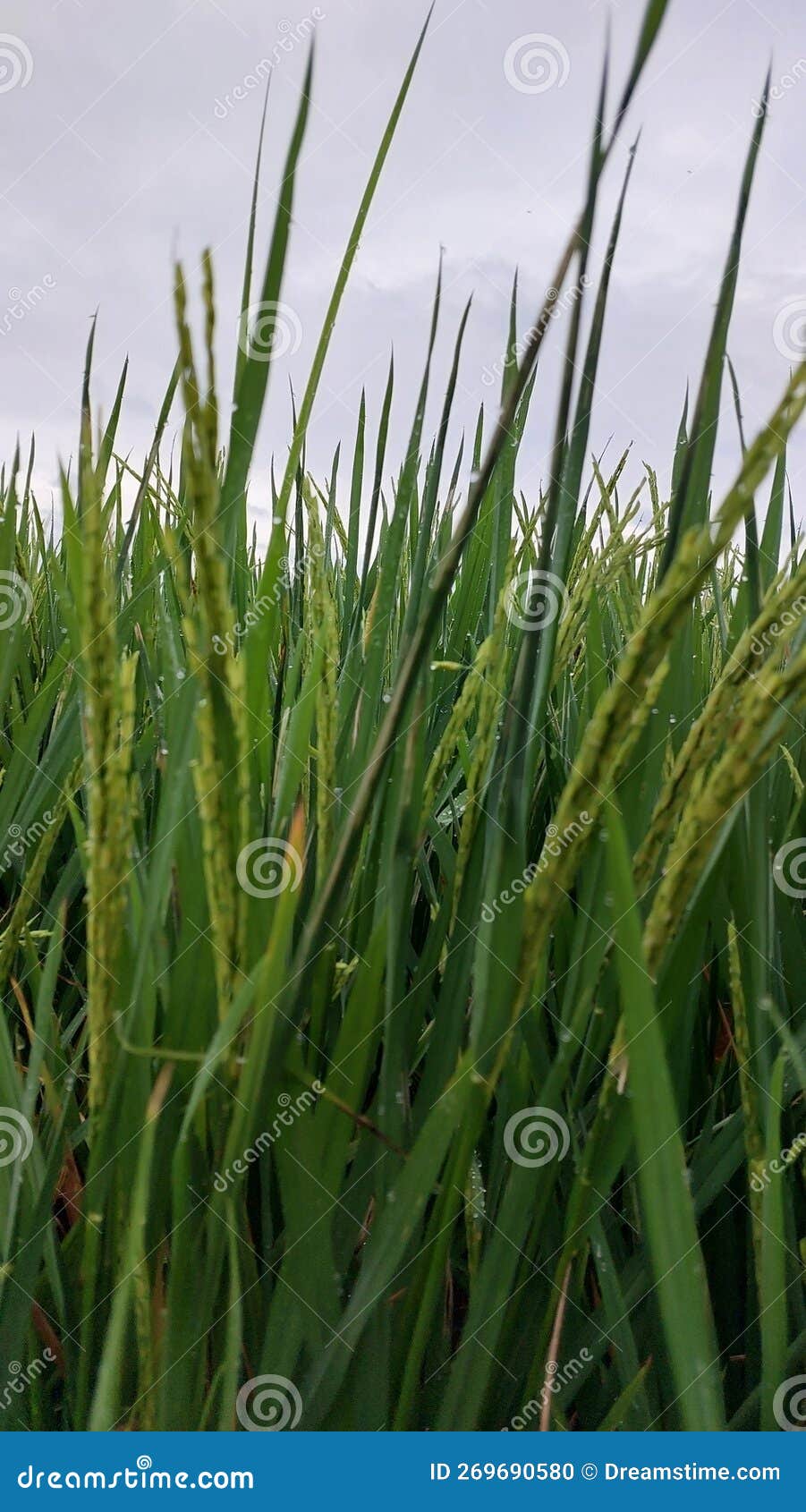 Rice grains stock photo. Image of tree, grains, macro - 269690580