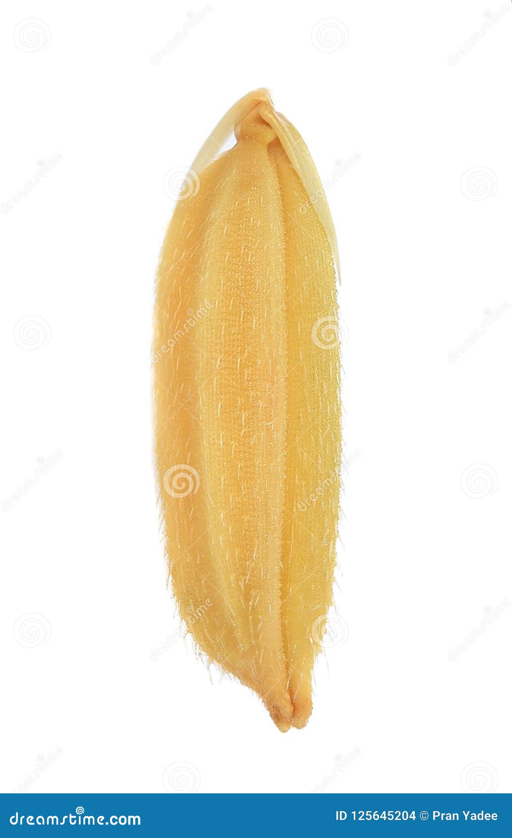 Rice Grains Isolated on White Background Stock Photo - Image of grain ...