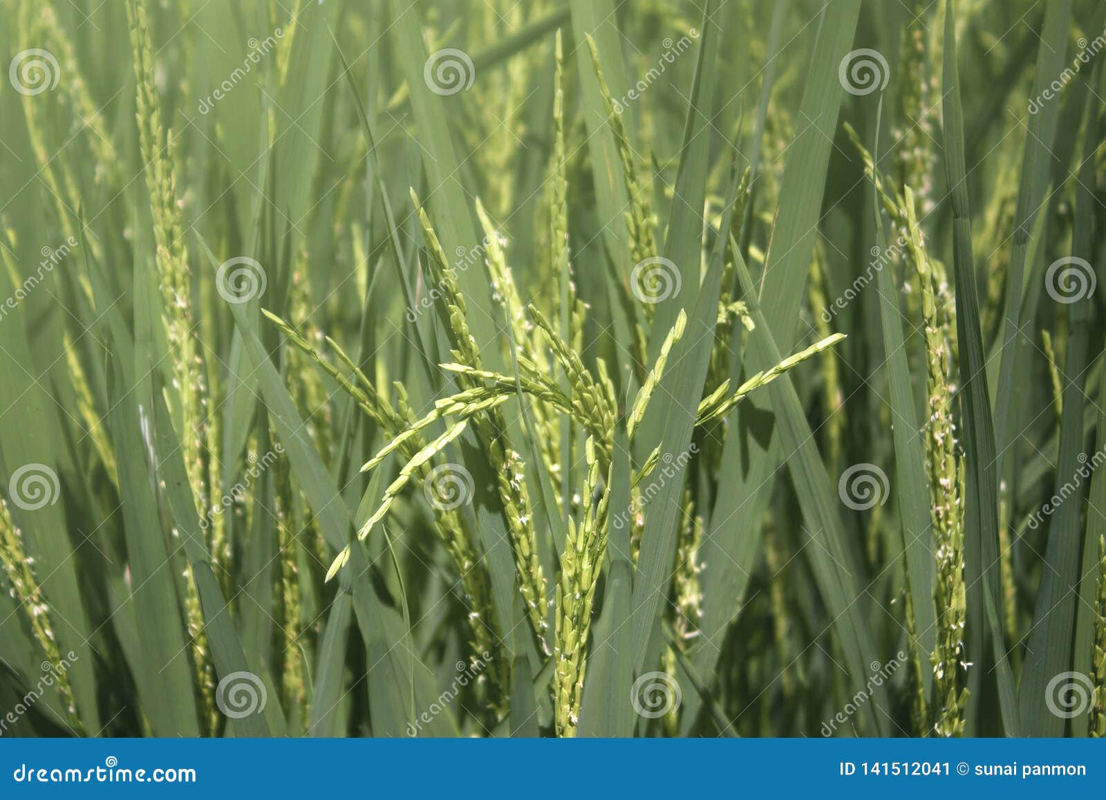 Rice Grains in Paddy Fields Out Door Stock Image - Image of door ...