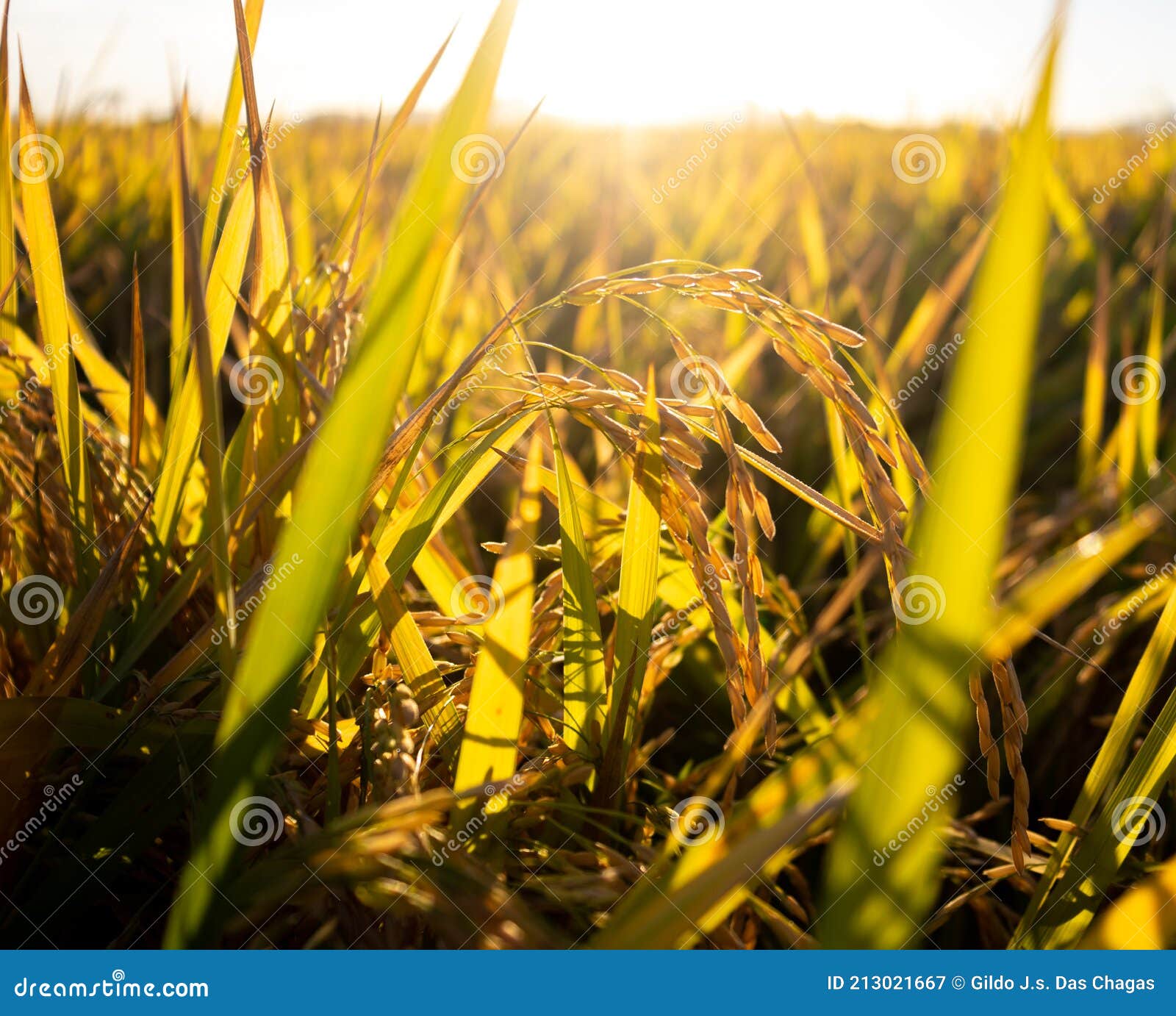 Rice Grains Ready for Harvesting II Stock Image - Image of brazil ...