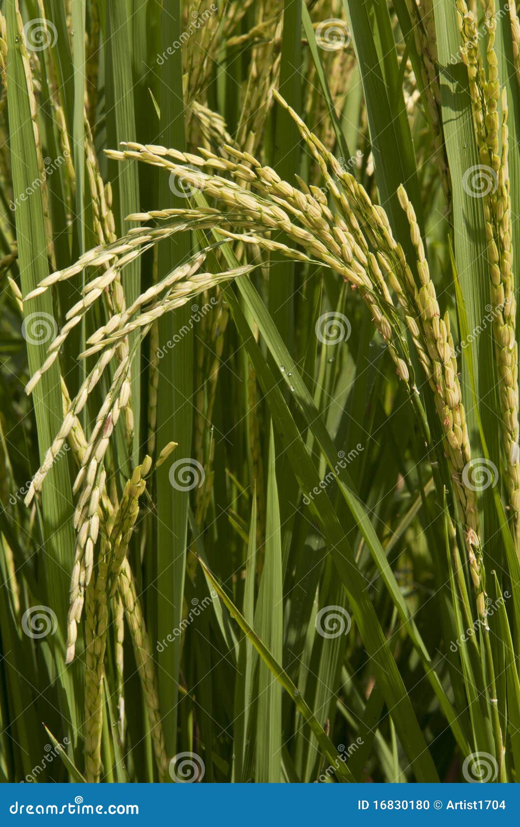 Rice and grains of rice stock photo. Image of asian, country - 16830180