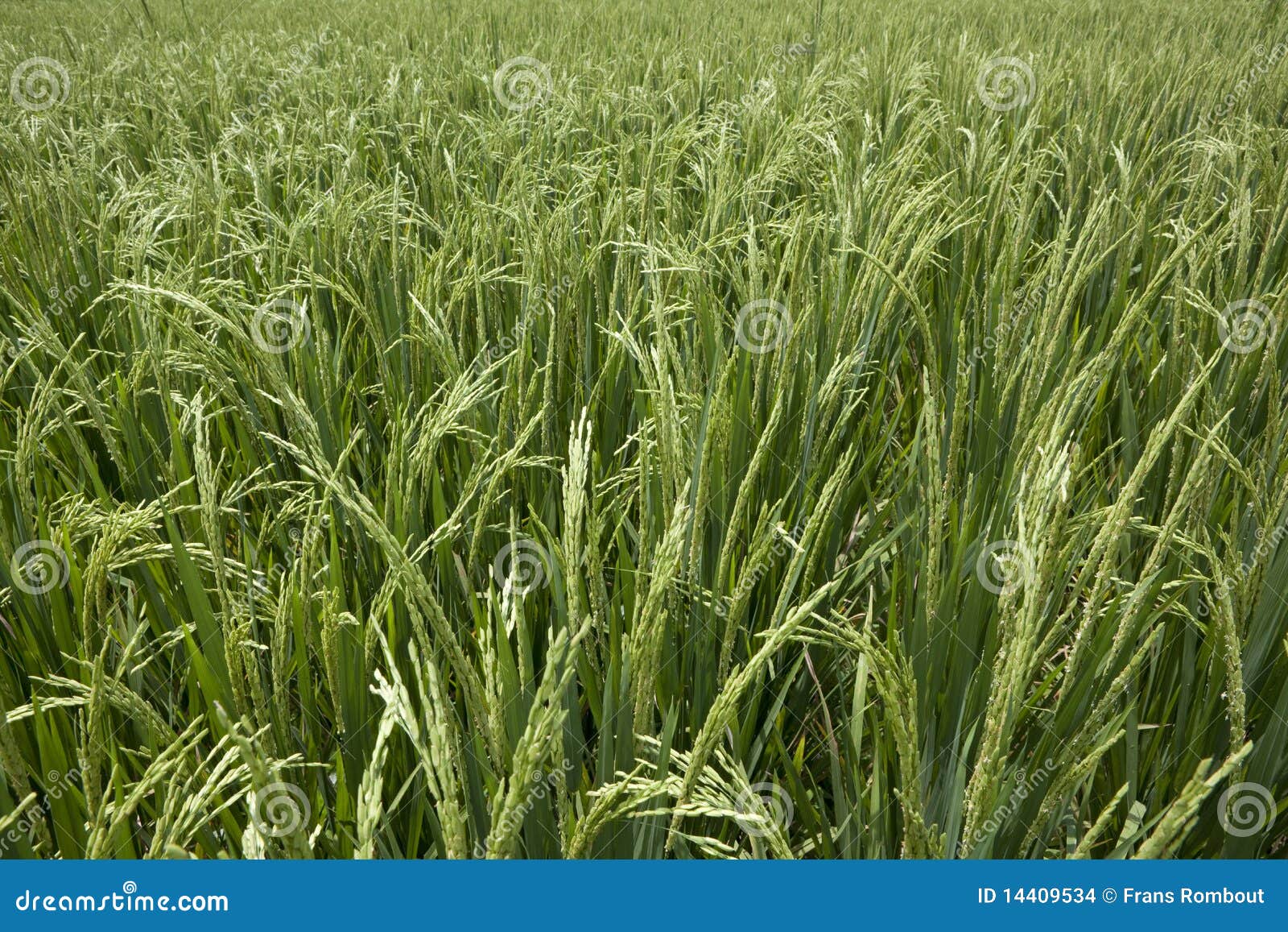 Rice Grains Ripening on Stalk Stock Photo - Image of grow, food: 14409534