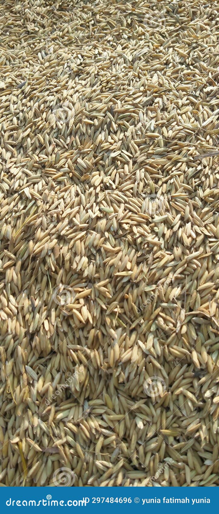 Rice Grains Still Wrapped in Shell Stock Photo - Image of grains, shell ...