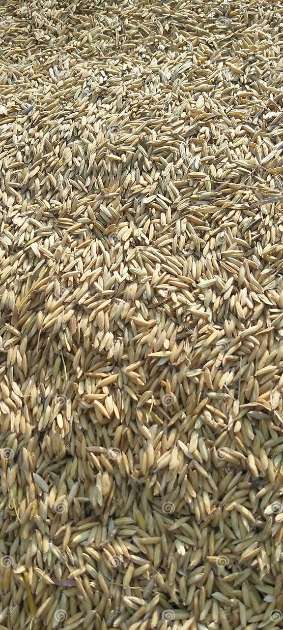 Rice Grains Still Wrapped in Shell Stock Photo - Image of grains, shell ...