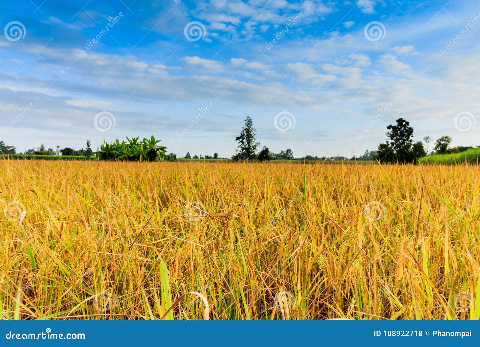 Rice Grains in the Sun and Blue Sky. Stock Photo - Image of landscape ...