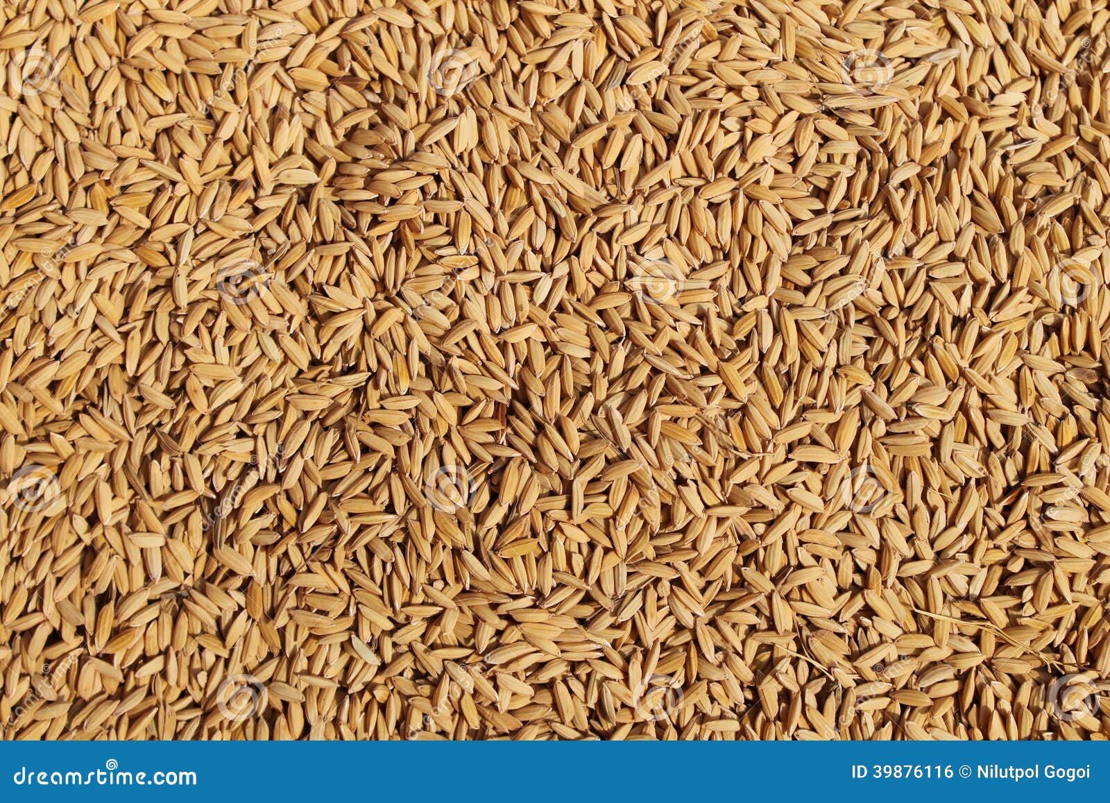 Rice Grains stock photo. Image of grains, drying, harvesting - 39876116