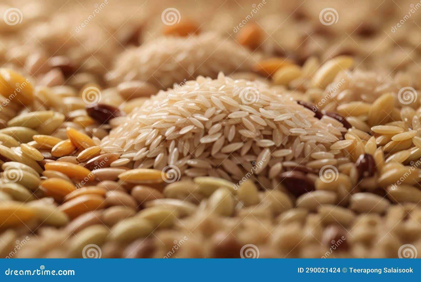 A Rice Grains Varieties with Their Unique Sizes Stock Illustration ...