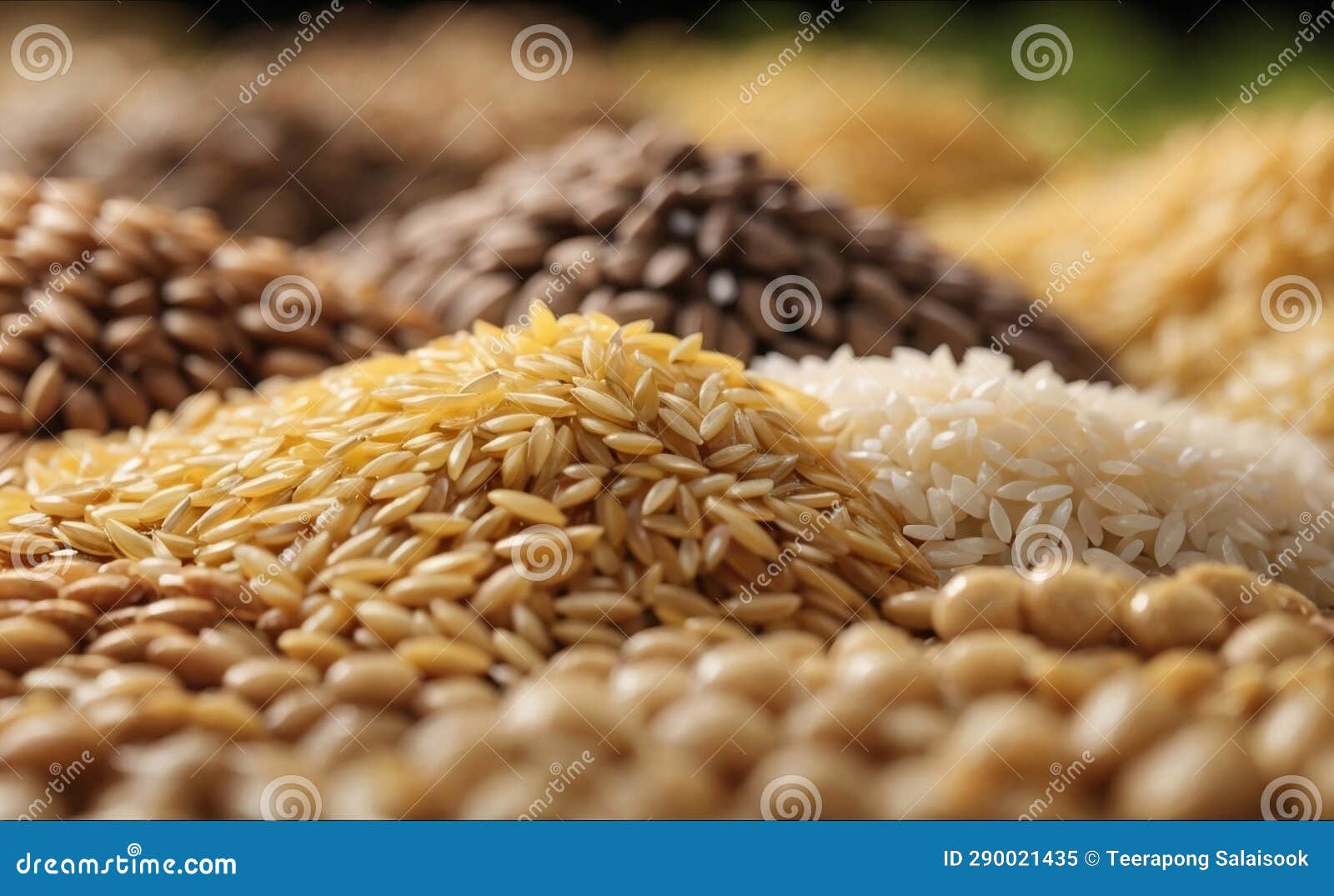 A Rice Grains Varieties with Their Unique Sizes Stock Illustration ...