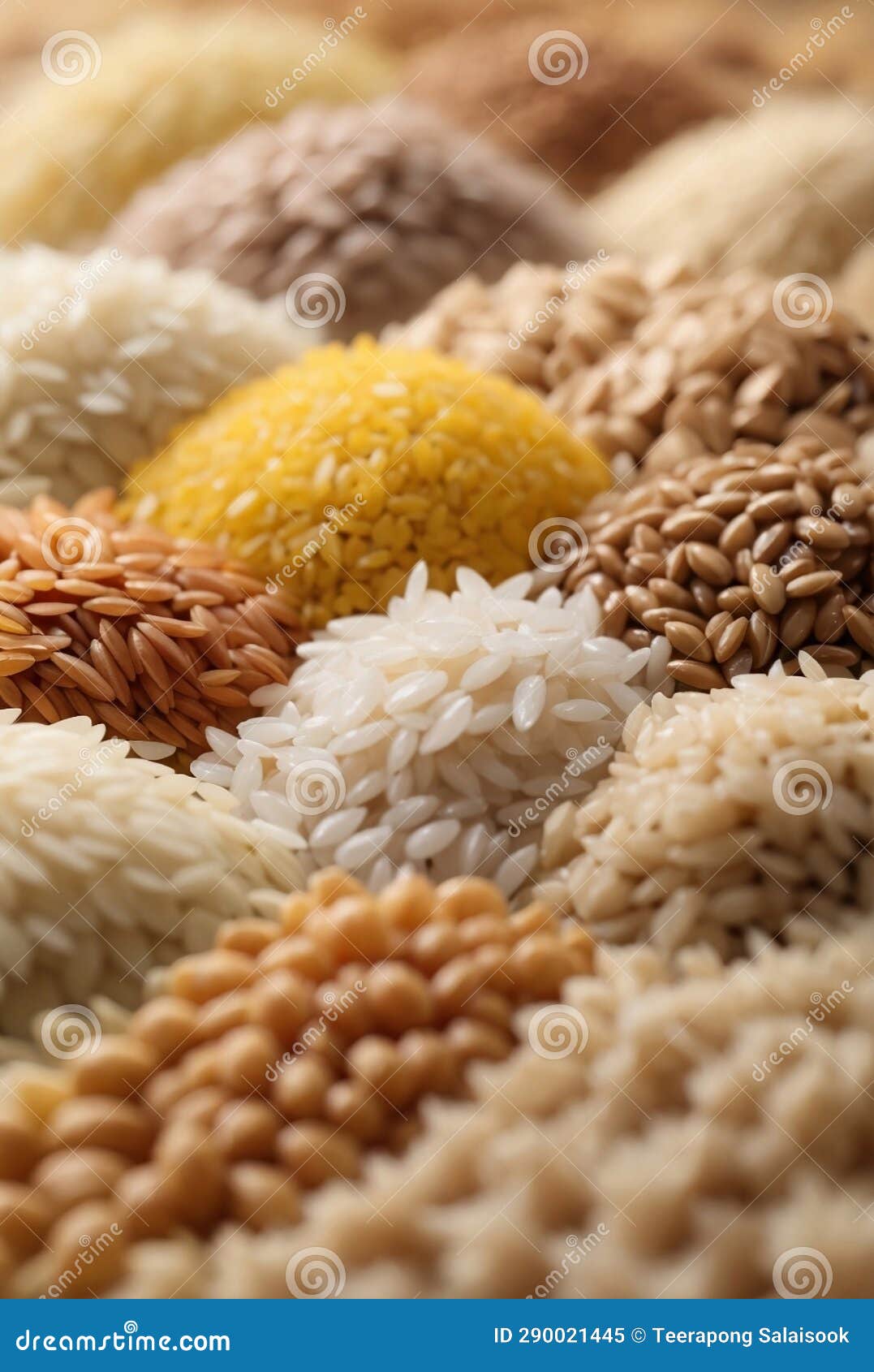 A Rice Grains Varieties with Their Unique Sizes Stock Illustration ...