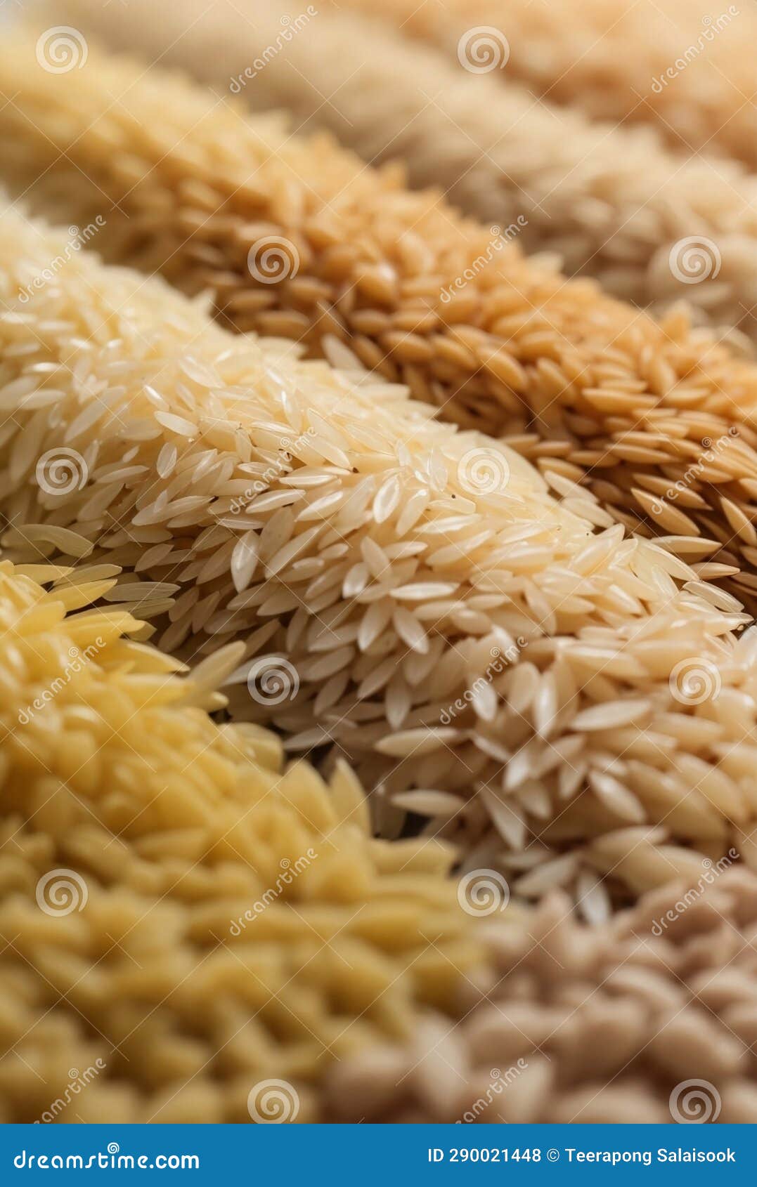A Rice Grains Varieties with Their Unique Sizes Stock Illustration ...