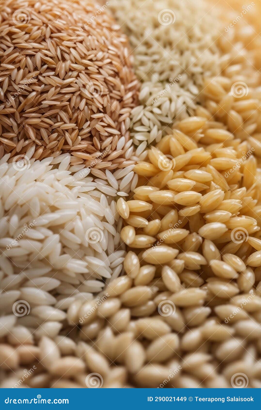 A Rice Grains Varieties with Their Unique Sizes Stock Illustration ...