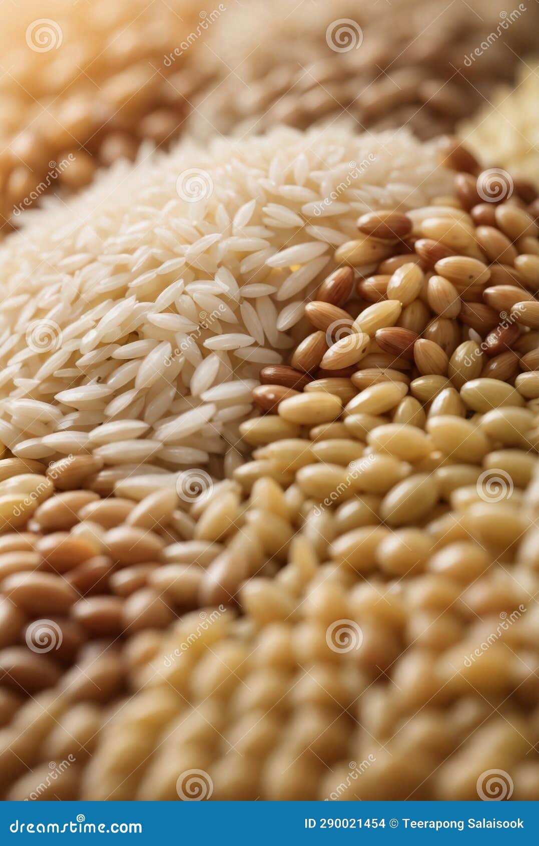 A Rice Grains Varieties with Their Unique Sizes Stock Illustration ...