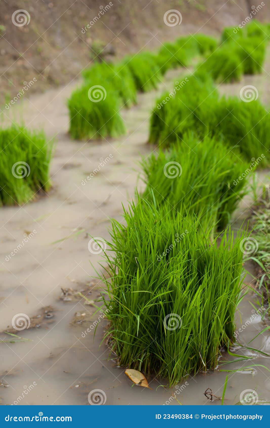 Dry Rice Grass at Jasper Corral blog