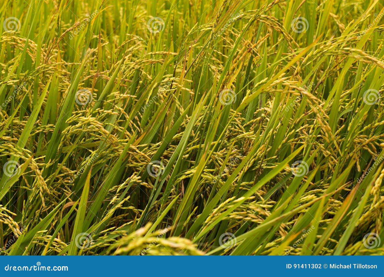 Rice Grass in a Rice Field in Cambodia Asia Stock Photo - Image of ...