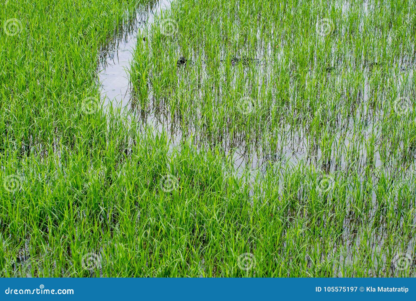 Rice and Grasses in Thailand Stock Image - Image of farm, mountain ...