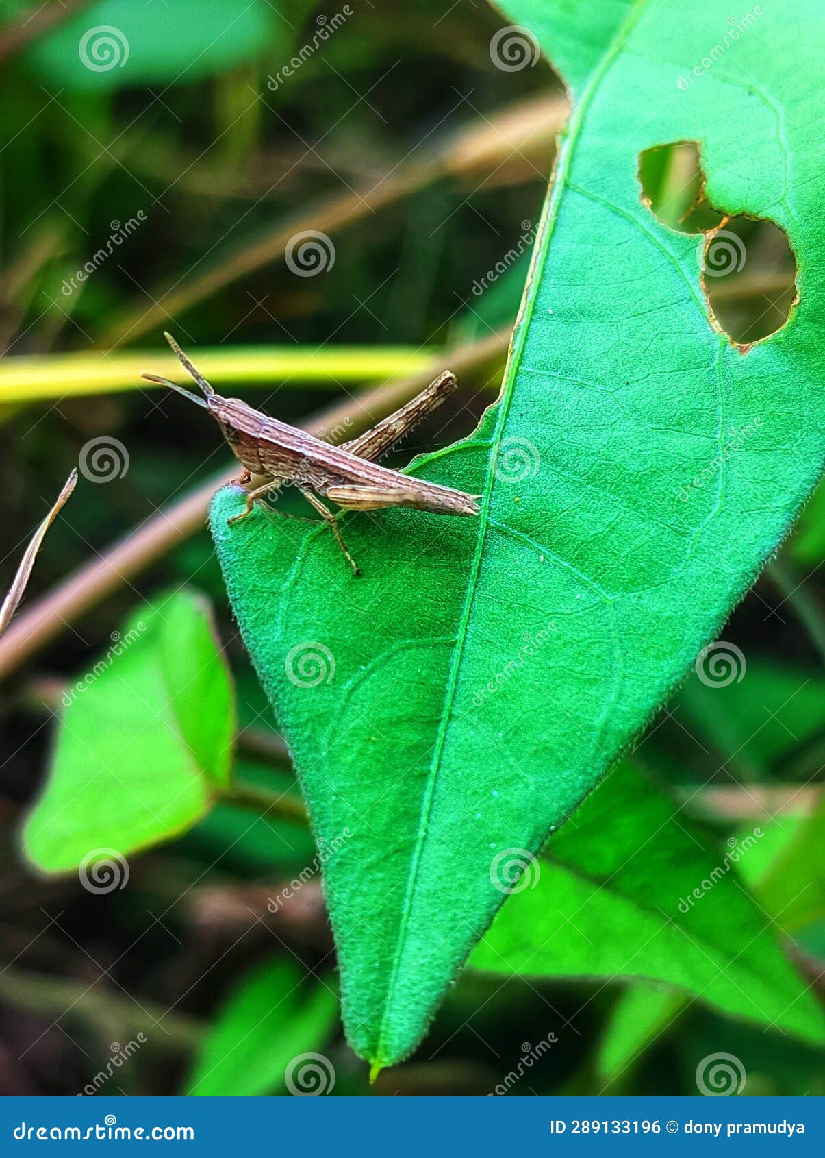 A Rice Grasshopper Eating Leaves in the Afternoon Stock Photo - Image ...