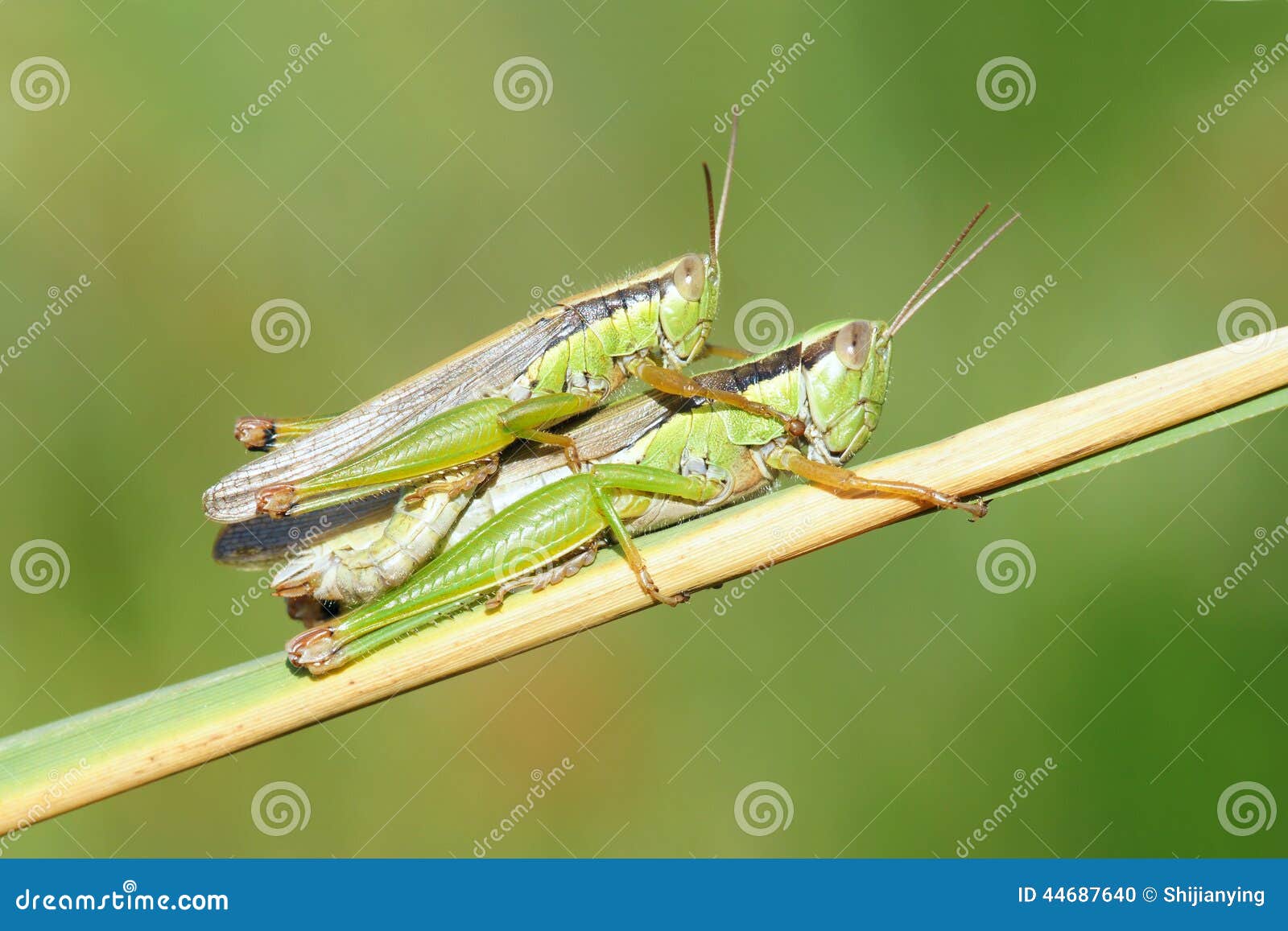 Rice Grasshopper Is A Group Of Insects That Enter The Suborder ...