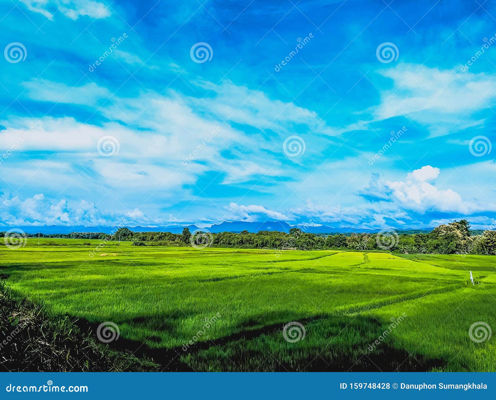 Rice Green Field and Blue Sky Stock Photo - Image of creeping, mountain ...