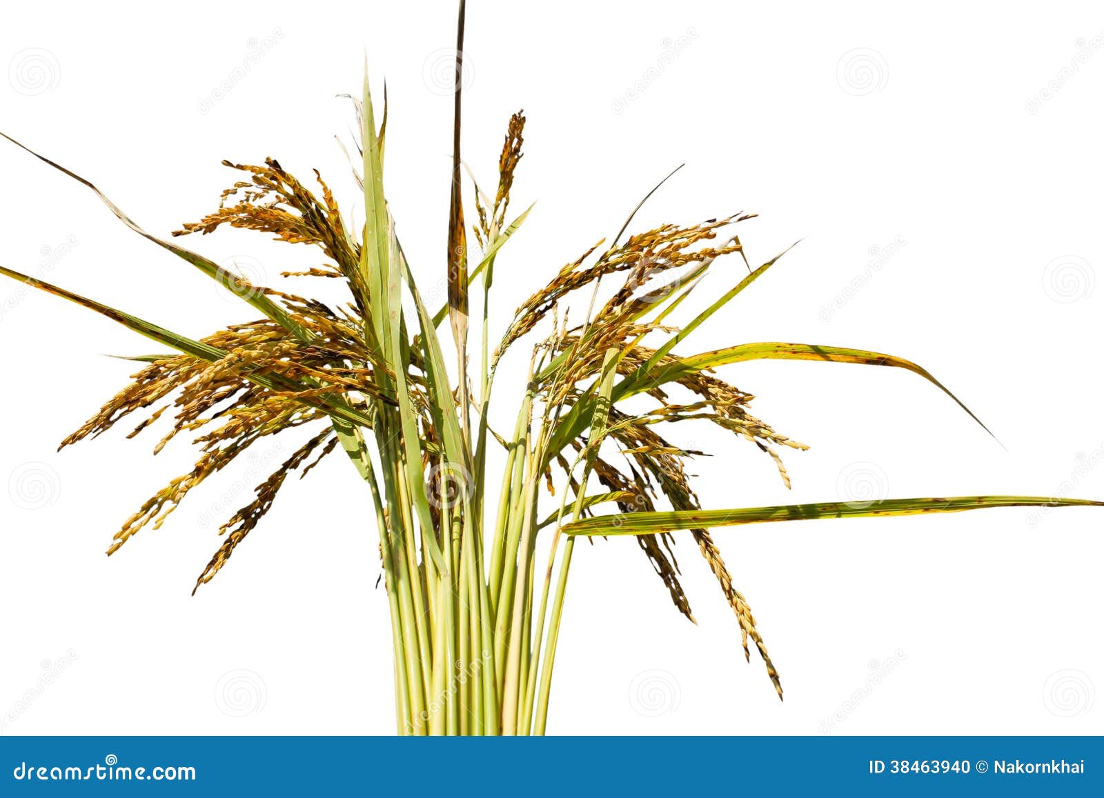 Rice Grow Up on White Background Stock Photo - Image of farmland, asia ...