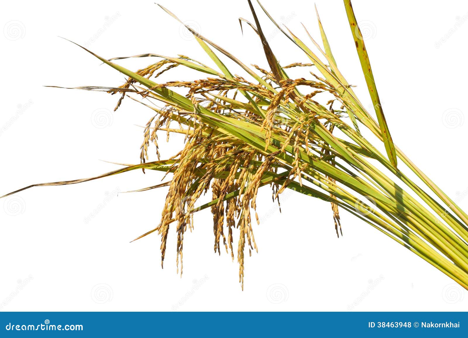 Rice Grow Up on White Background Stock Photo - Image of growing, asia ...