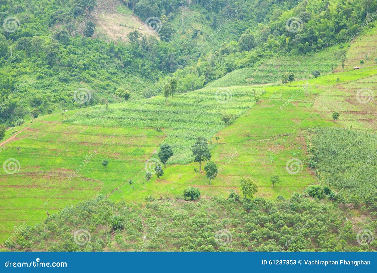 Rice growing areas stock image. Image of leaf, nature - 61287853