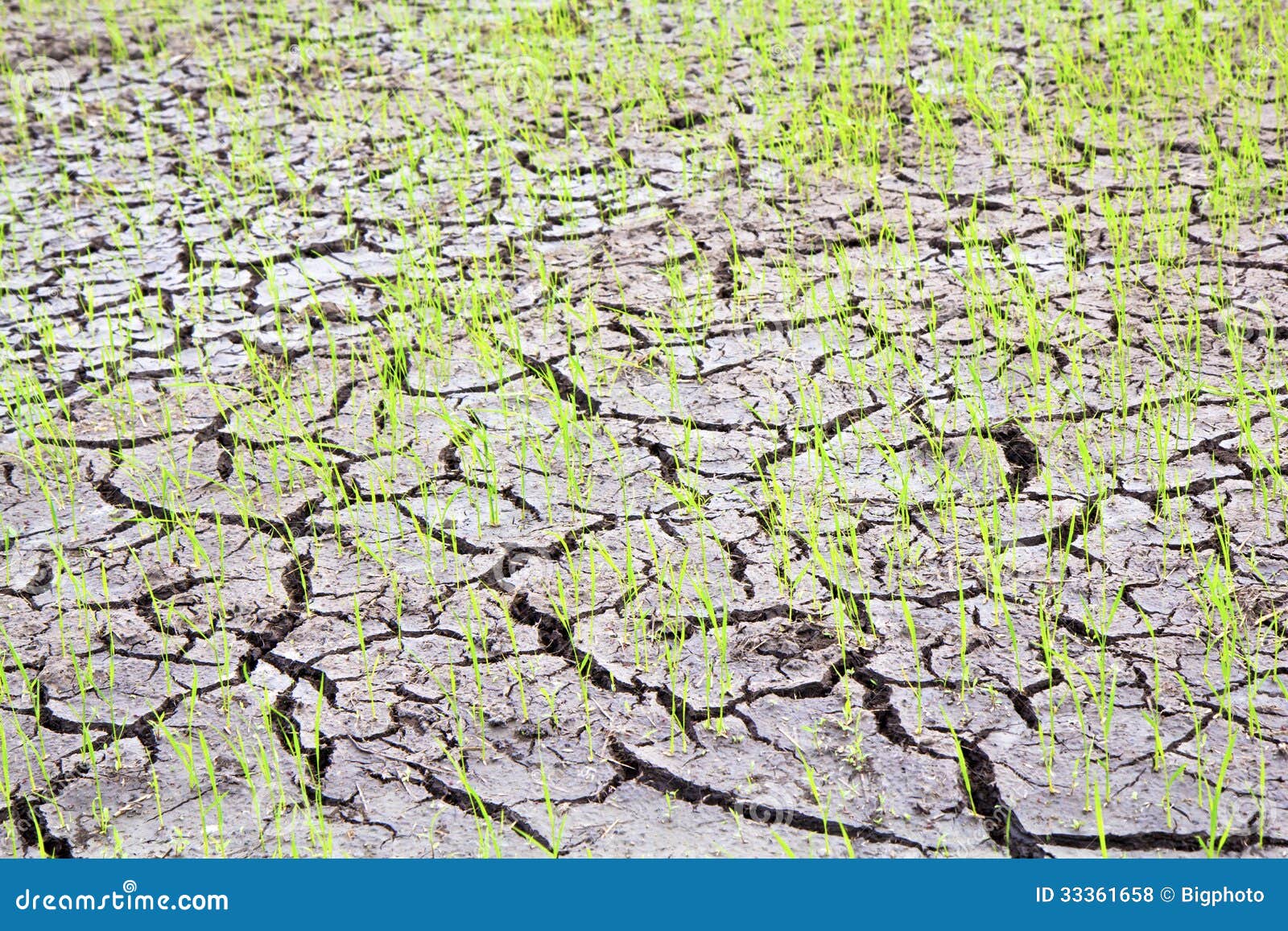 Rice Growing on Drought Field Stock Photo - Image of earth, arid: 33361658