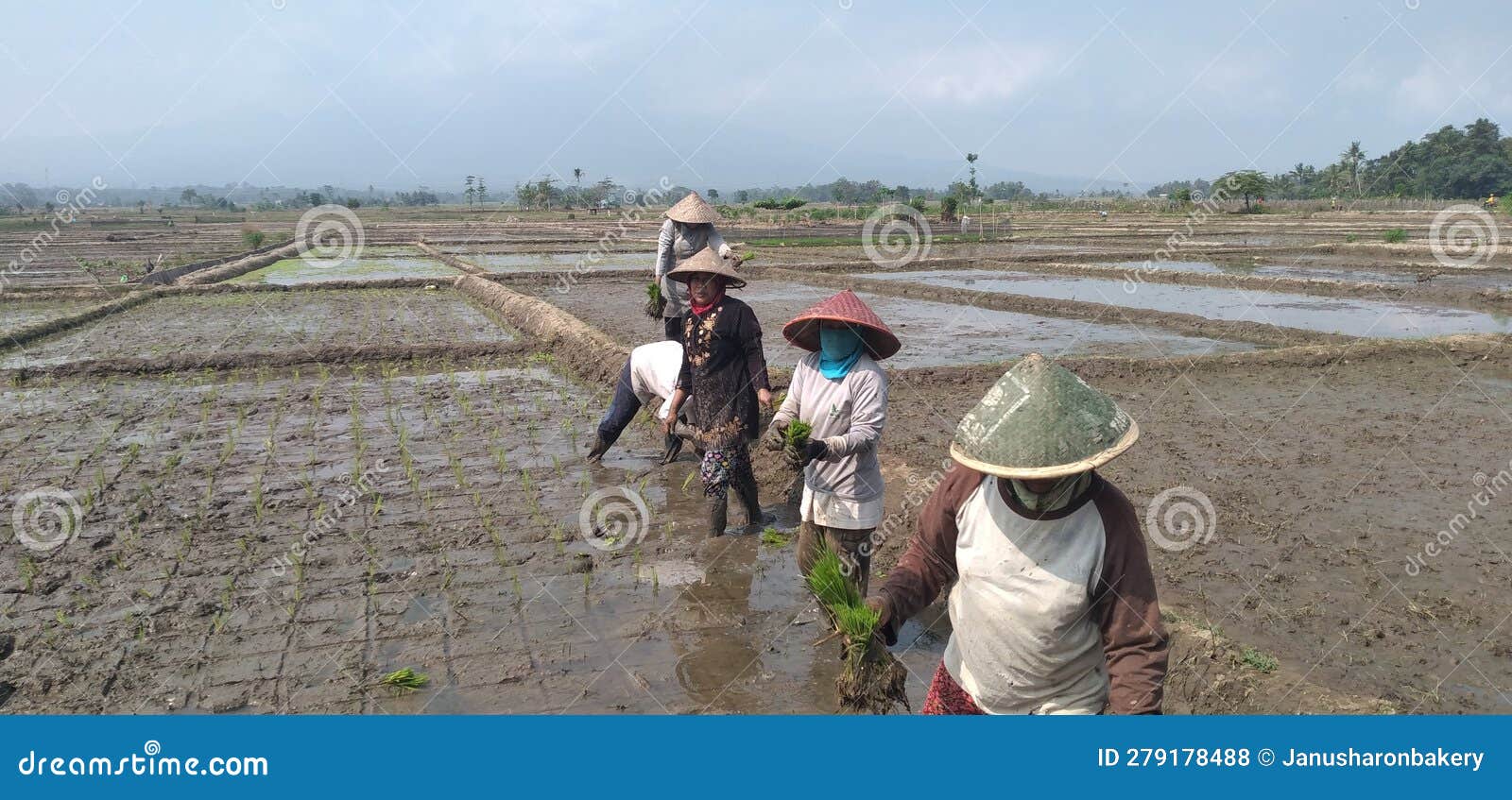 Rice growing farmers editorial stock photo. Image of ricefield - 279178488