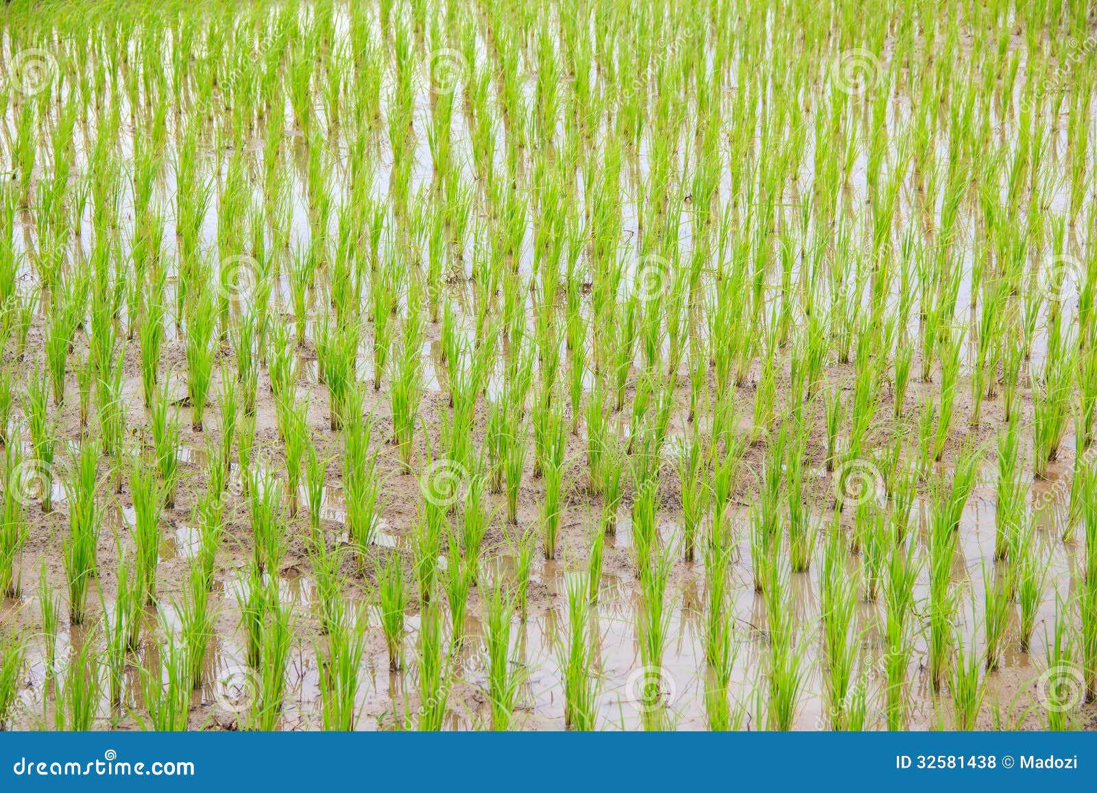 Rice growing stock photo. Image of beautiful, crop, nature - 32581438