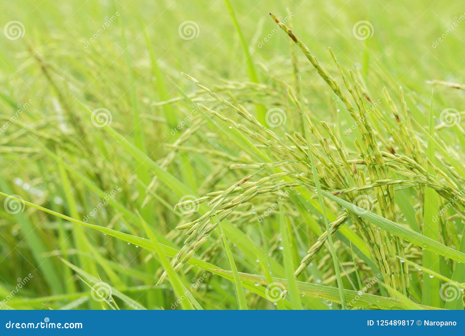 Rice Growing Field in Asian Stock Image - Image of crop, beautiful ...