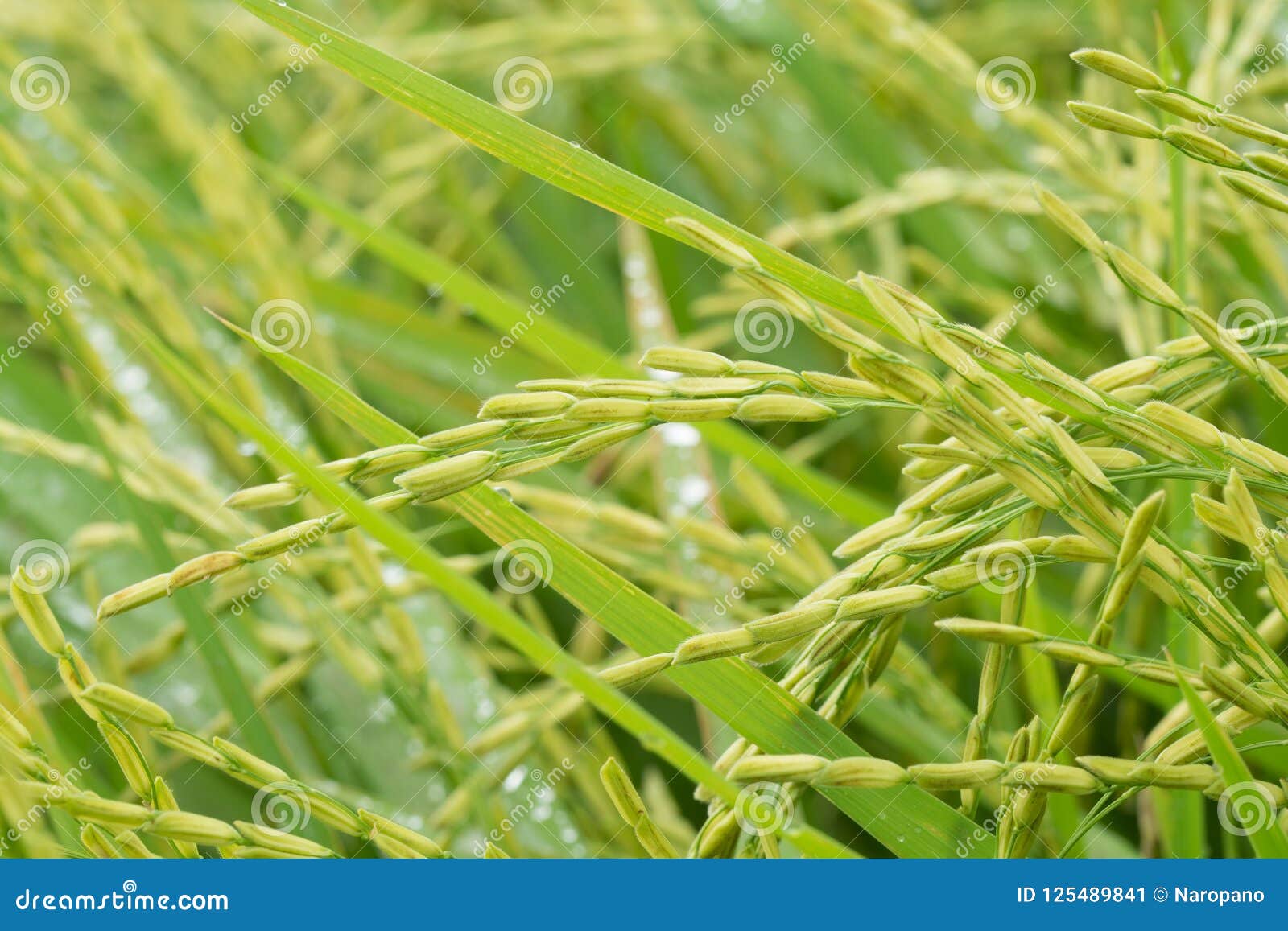 Rice Growing Field in Asian Stock Image - Image of asia, crop: 125489841