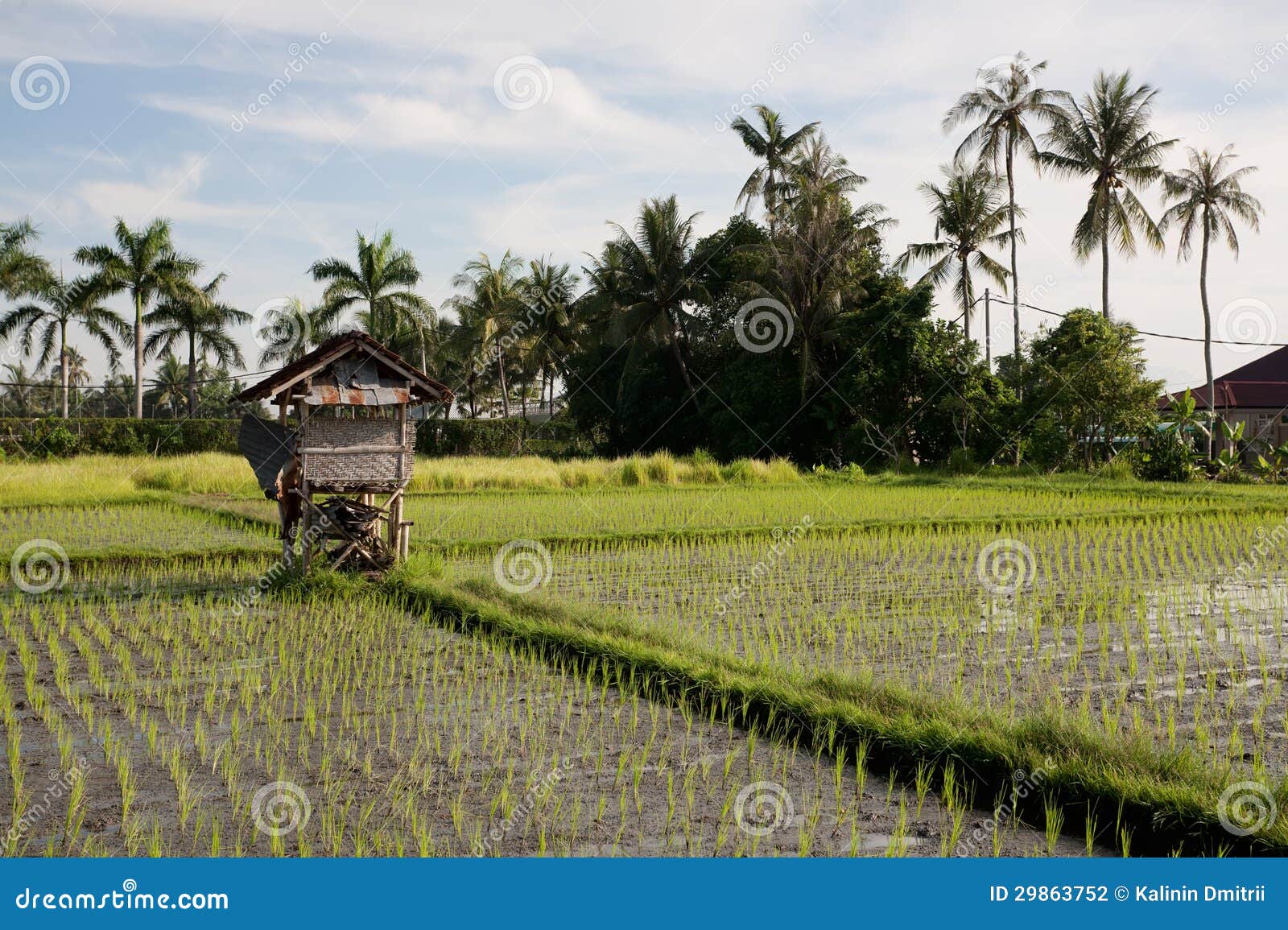 Rice field stock photo. Image of landscaped, grass, bali - 29863752