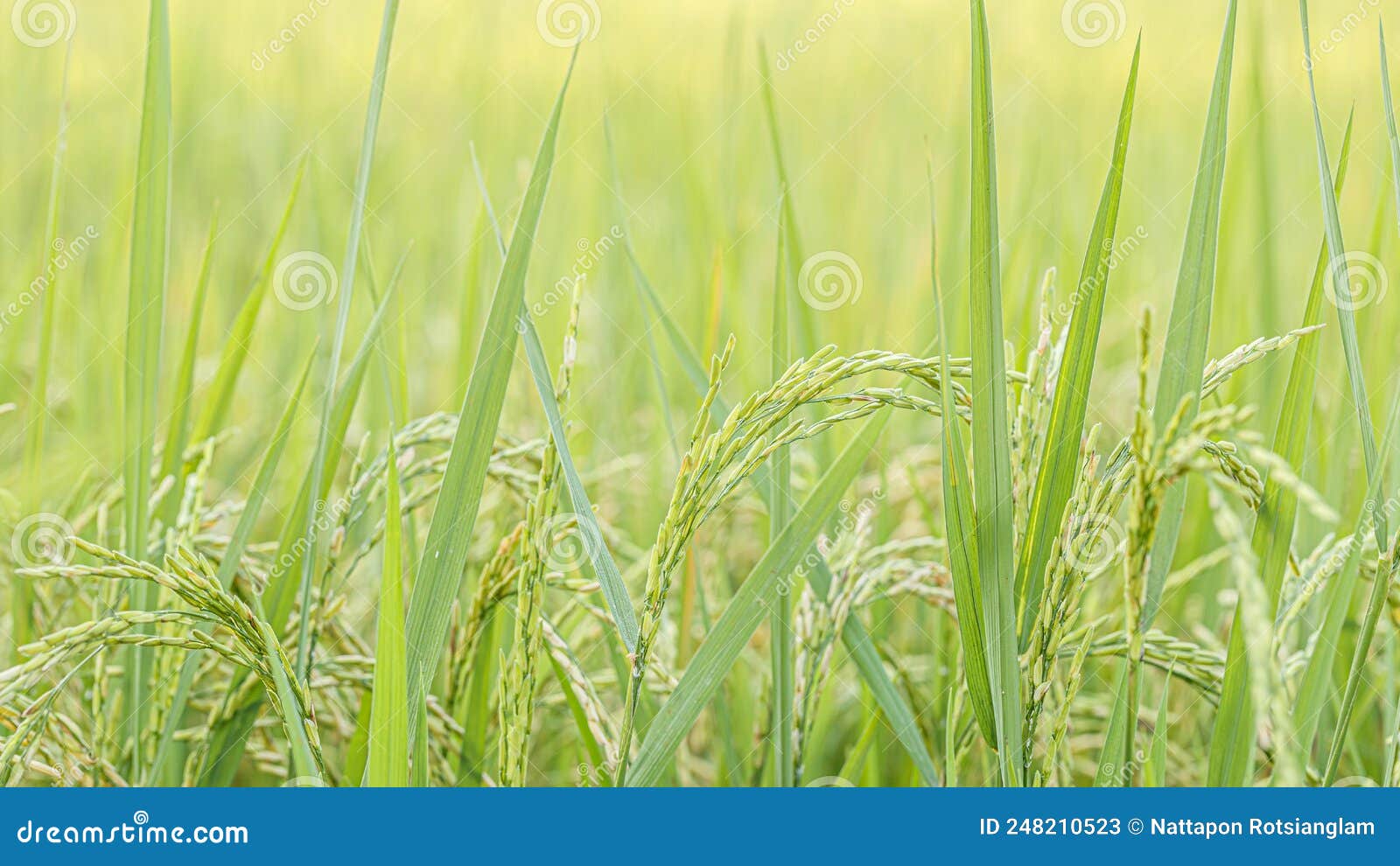 Rice growing in the field stock image. Image of countryside - 248210523