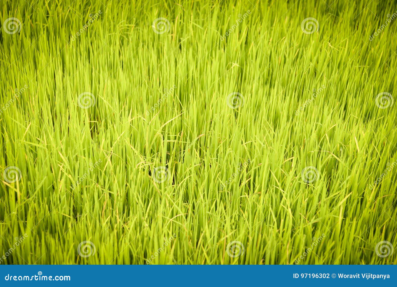 Rice Growing field stock photo. Image of asia, horticulture - 97196302