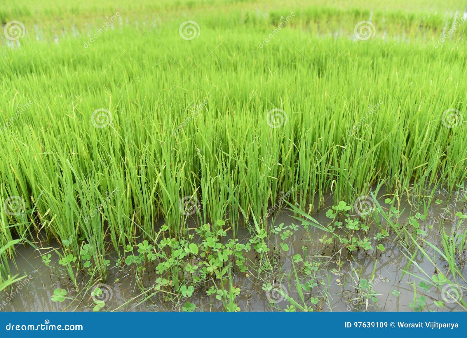 Rice Growing field stock image. Image of grows, food - 97639109