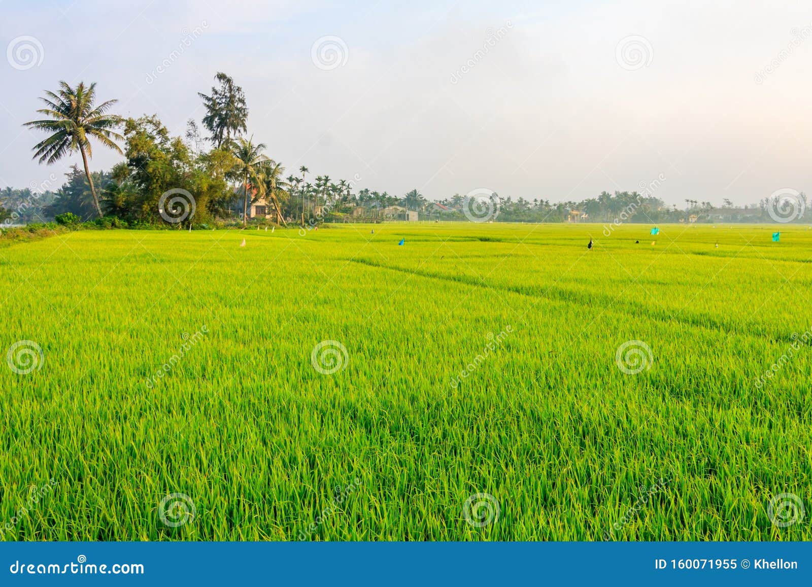 Rice growing in fields editorial image. Image of south - 160071955