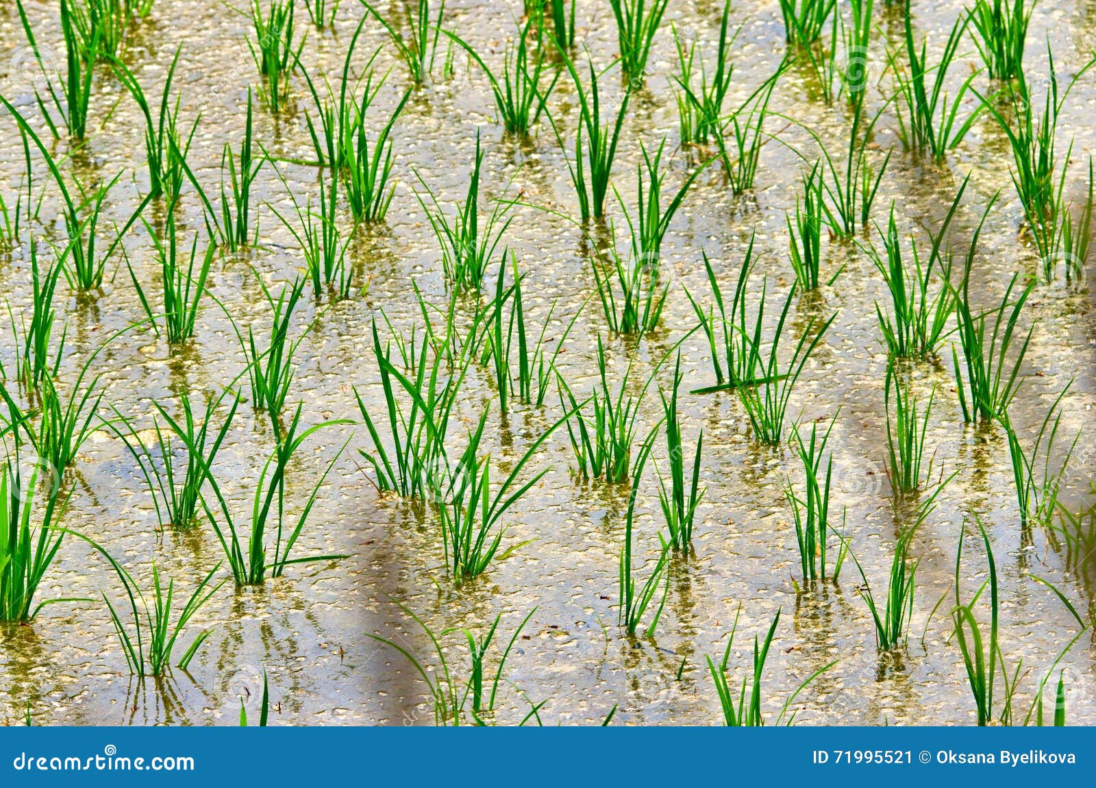 Rice Growing in the Rice Field Stock Image - Image of field, farm: 71995521