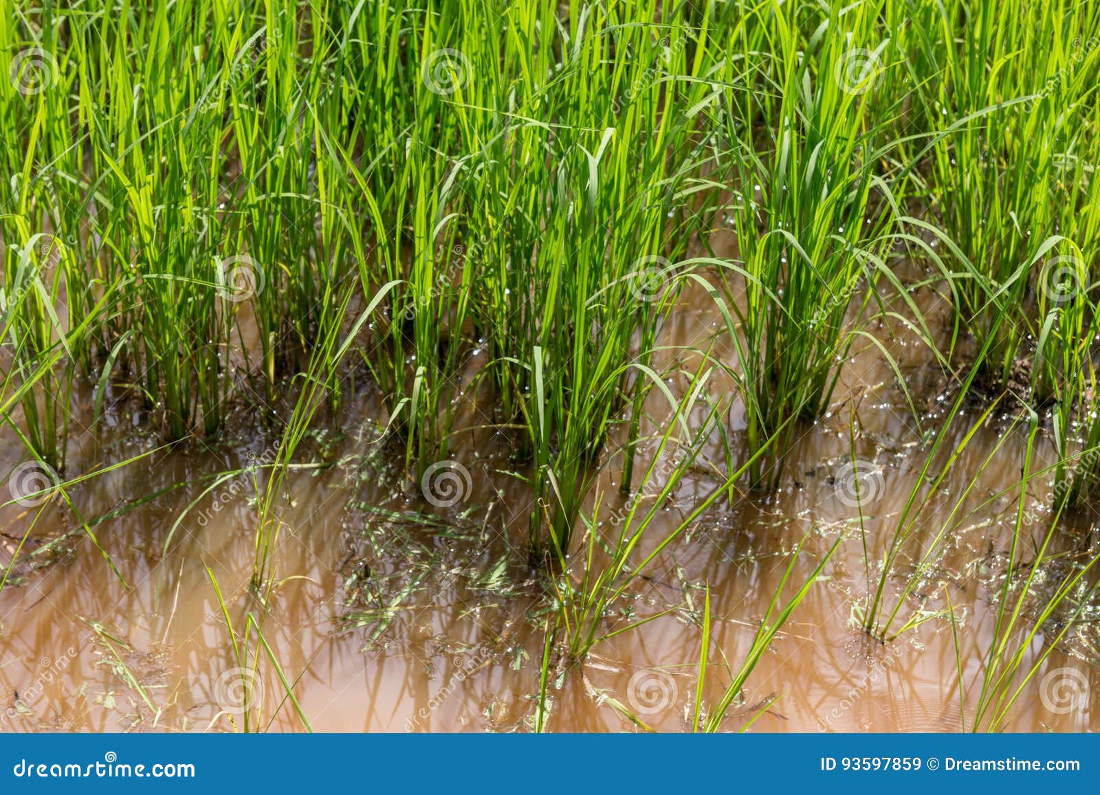 Rice stock image. Image of water, cambodia, plant, growth - 93597859