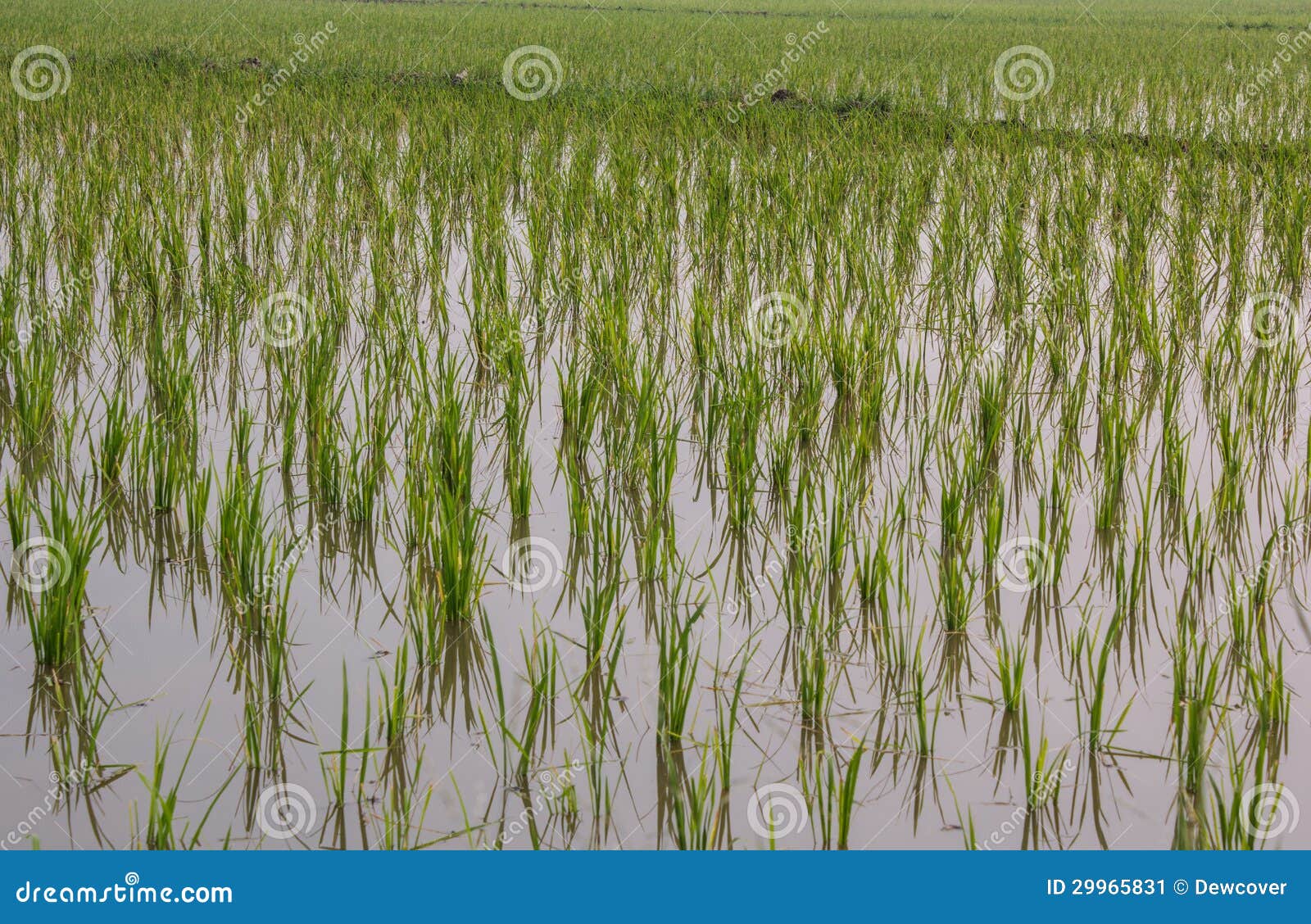 Rice growing stock image. Image of harvest, asian, food - 29965831