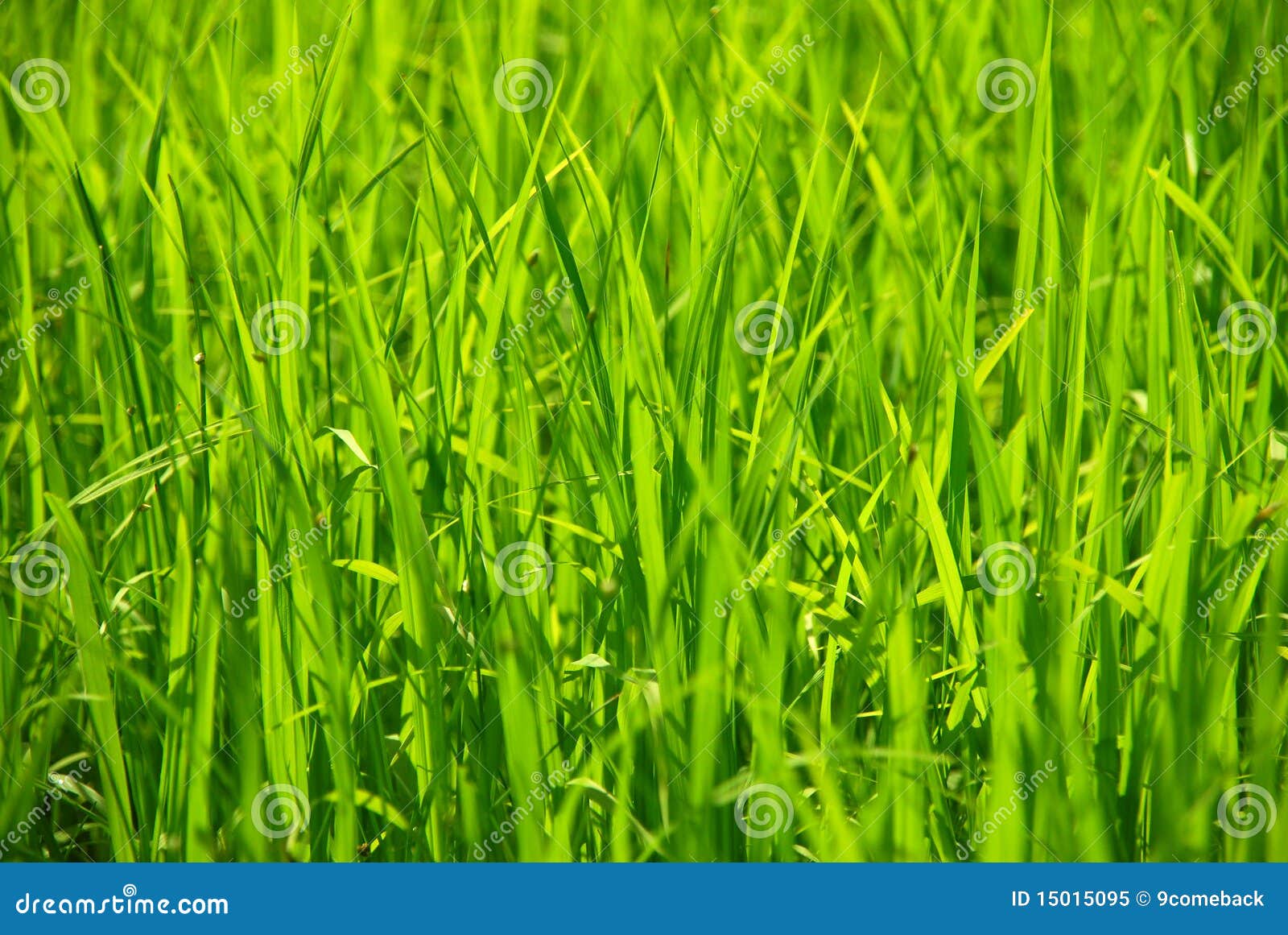 Rice grown stock image. Image of crop, agriculture, fresh - 15015095