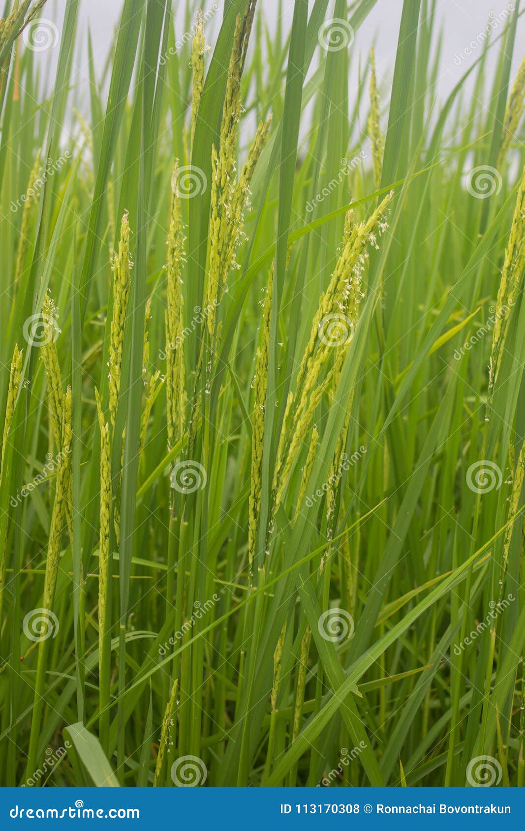 Rice Grown in the Green Fields Stock Photo - Image of grange, field ...
