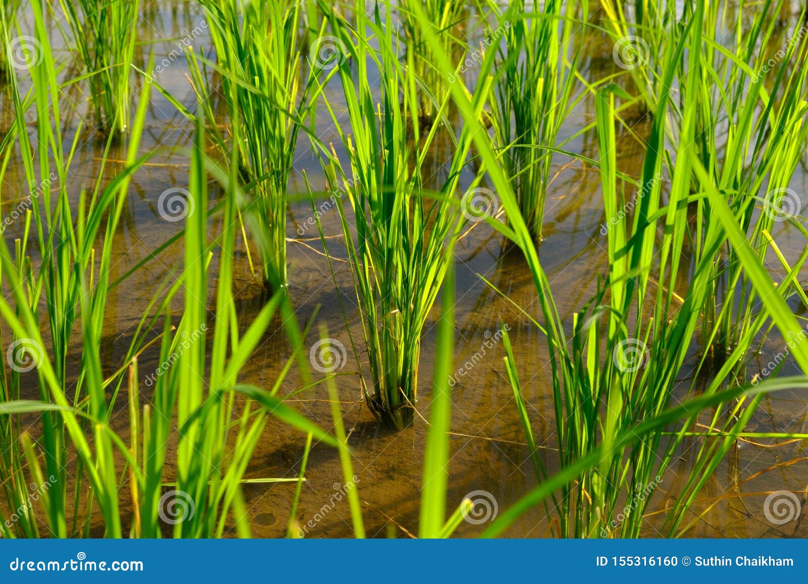 Rice is Grown in the Rice Paddies Stock Photo - Image of asia, tropical ...