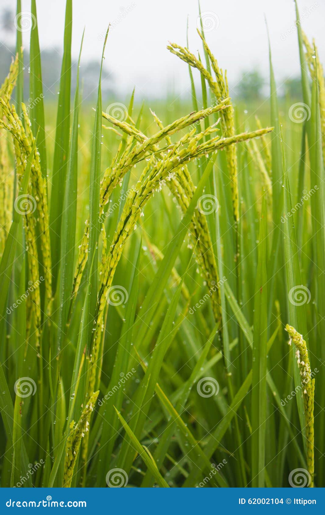 Rice grown ripe harvest stock photo. Image of asia, food - 62002104