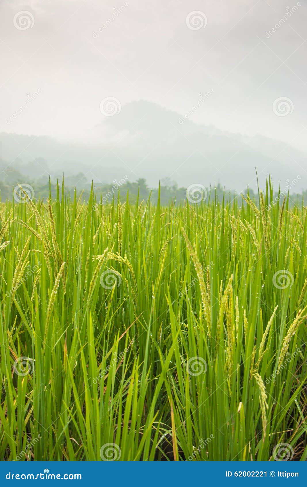 Rice grown ripe harvest stock image. Image of brown, chinese - 62002221