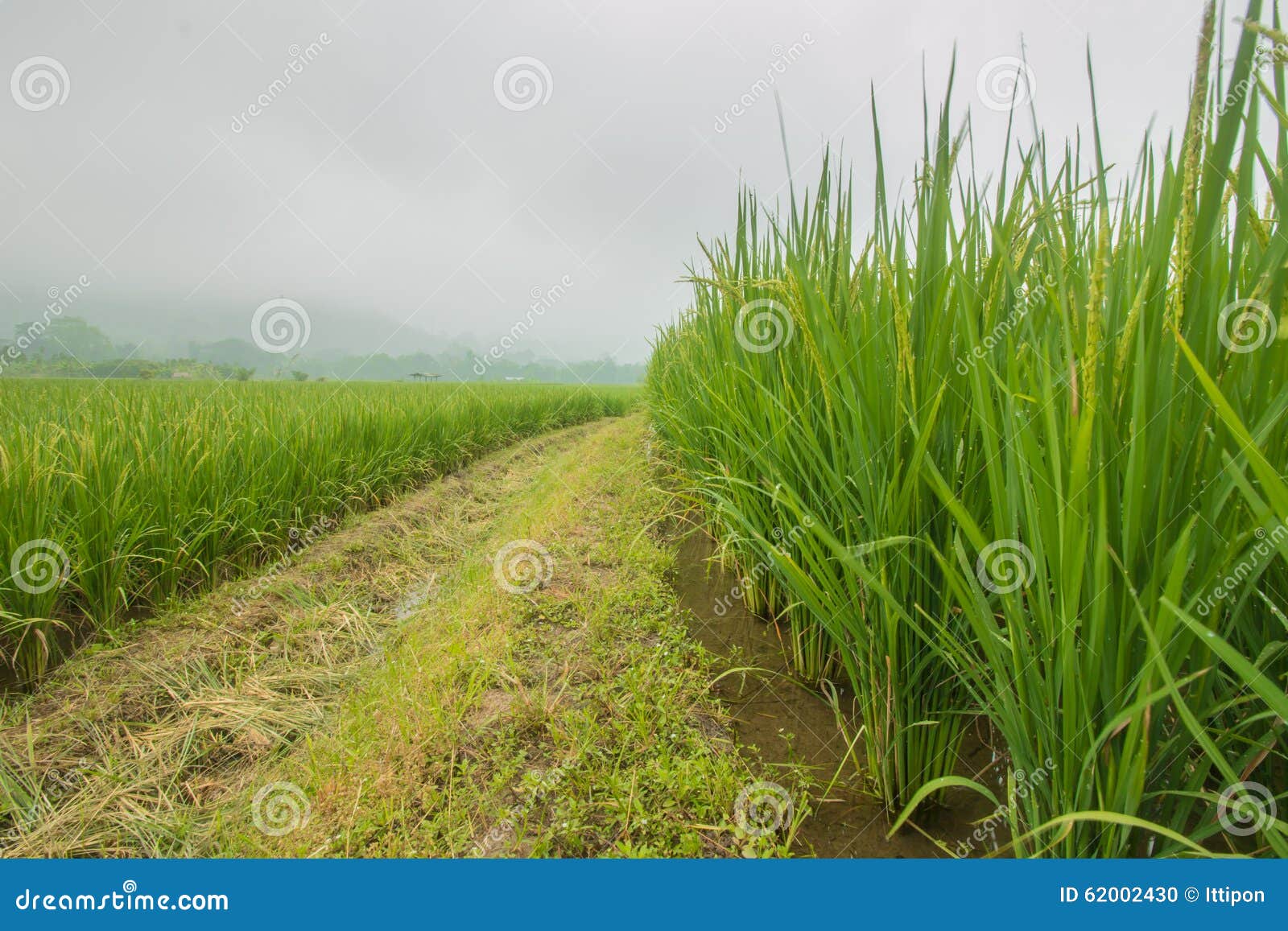 Rice grown ripe harvest stock photo. Image of grain, cultivate - 62002430