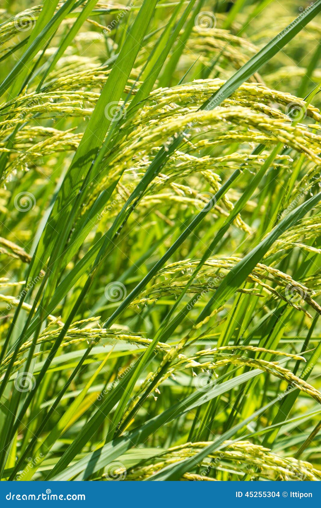 Rice grown ripe harvest stock photo. Image of nature - 45255304