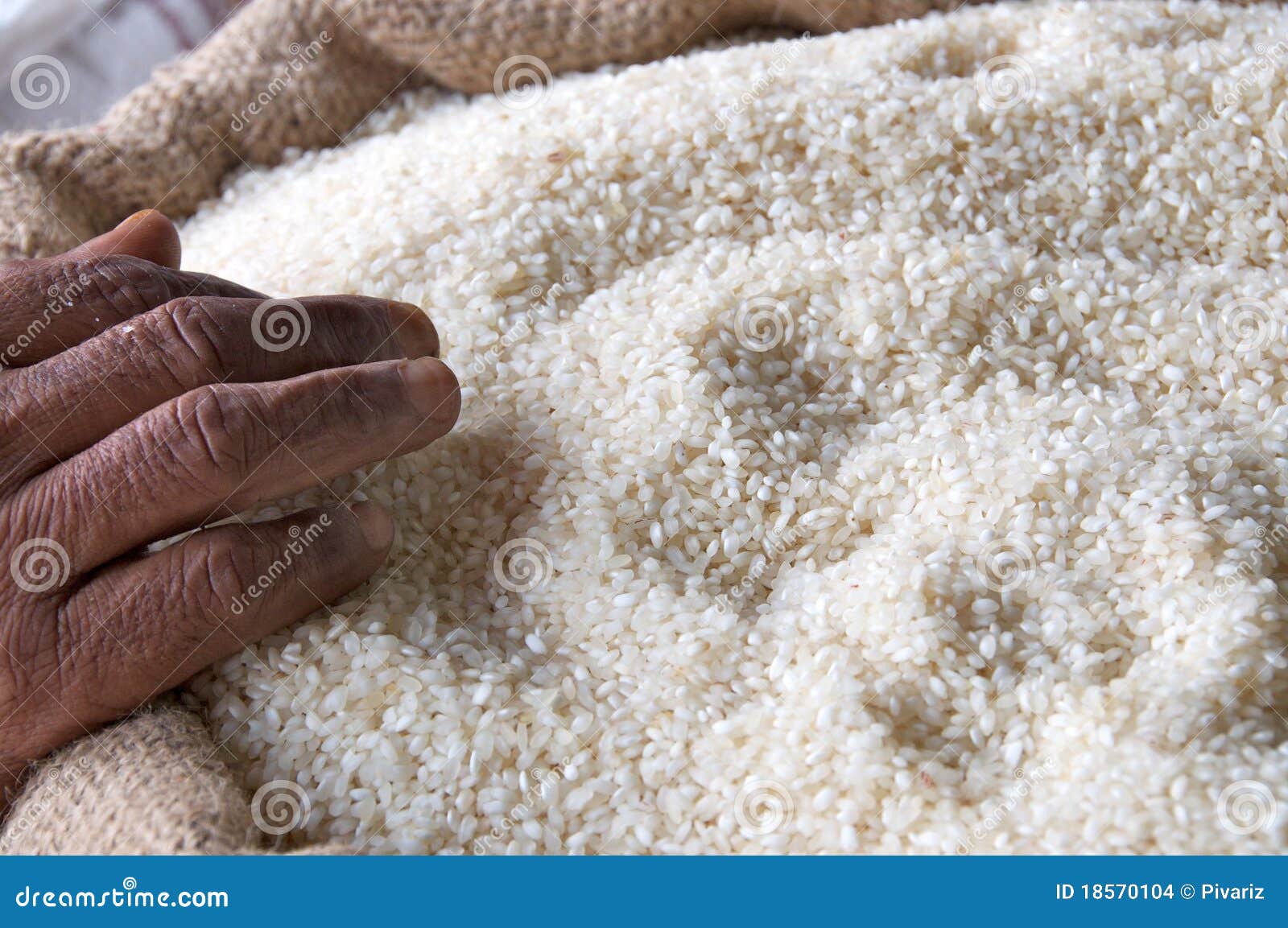 Rice and hand stock photo. Image of detail, culture, food - 18570104